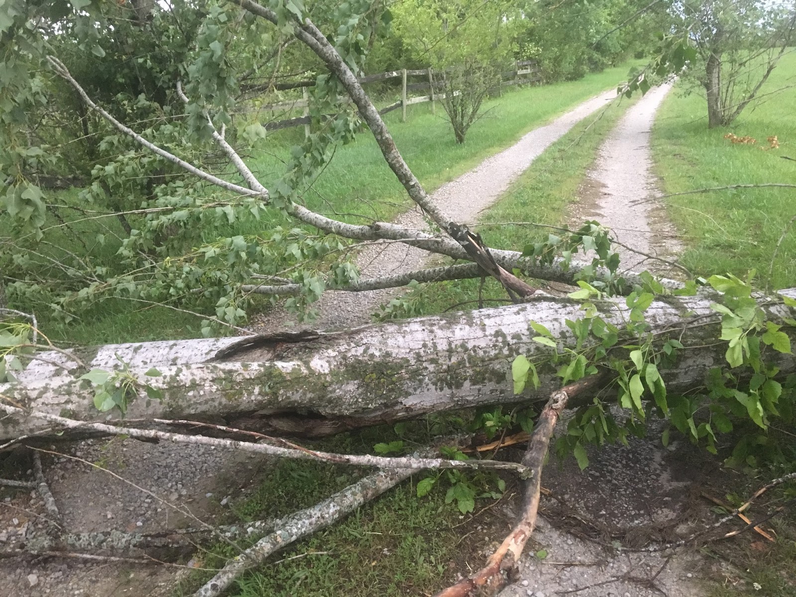 Notes from the Pens: The Storm and its Aftermath