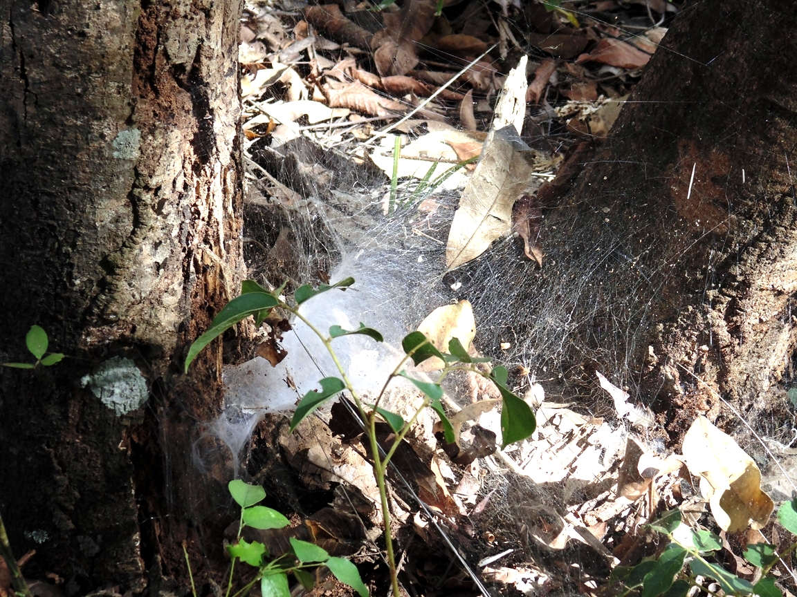 Portfólio das Fotos: Aranha-de-Teia-de-Funil (Atrax robustus)