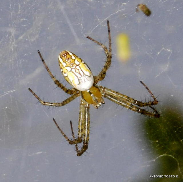 Dominican Spiders: Araneidae