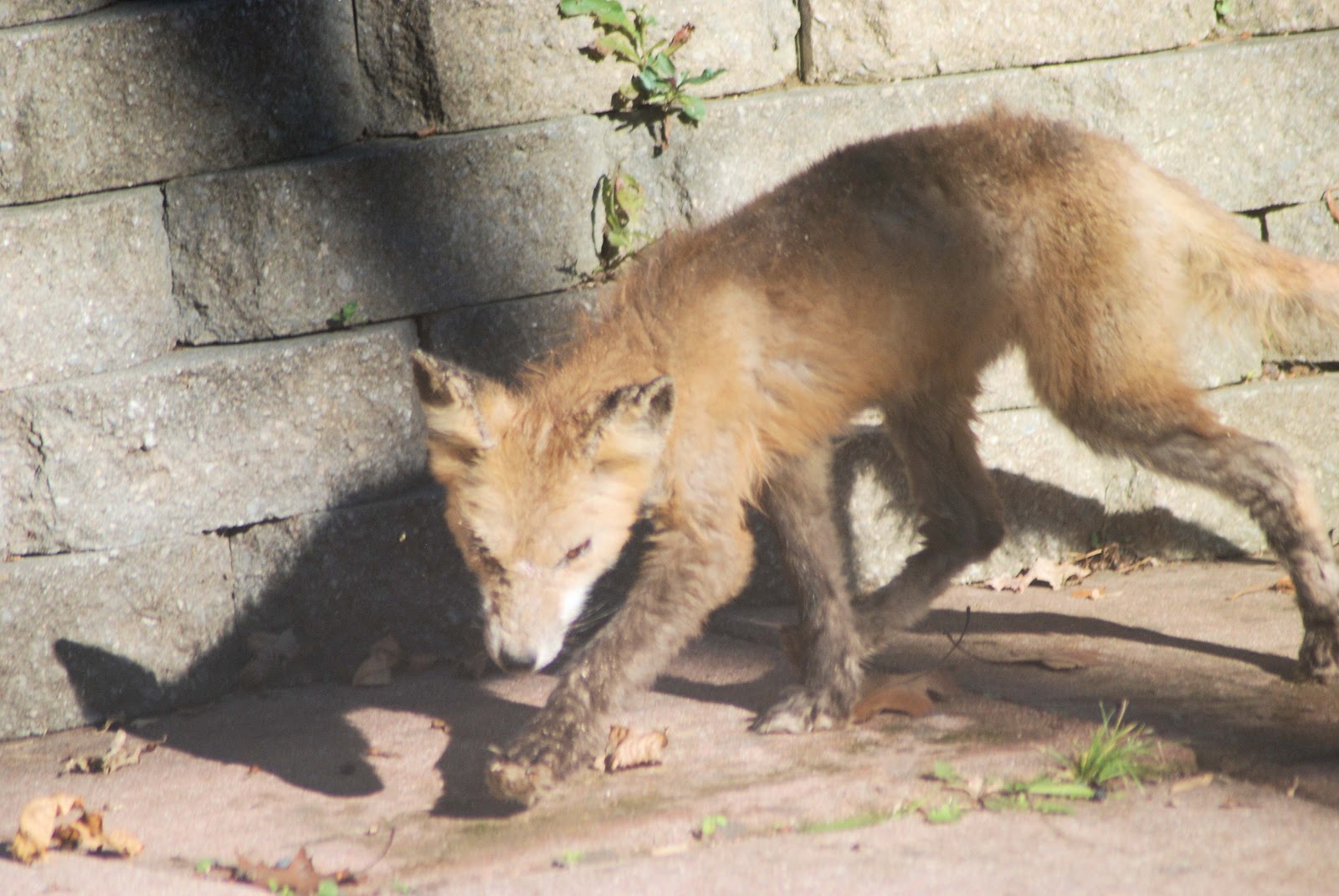 Old field Studio & Leo Lakes: A Red Fox in the ten acre woods!