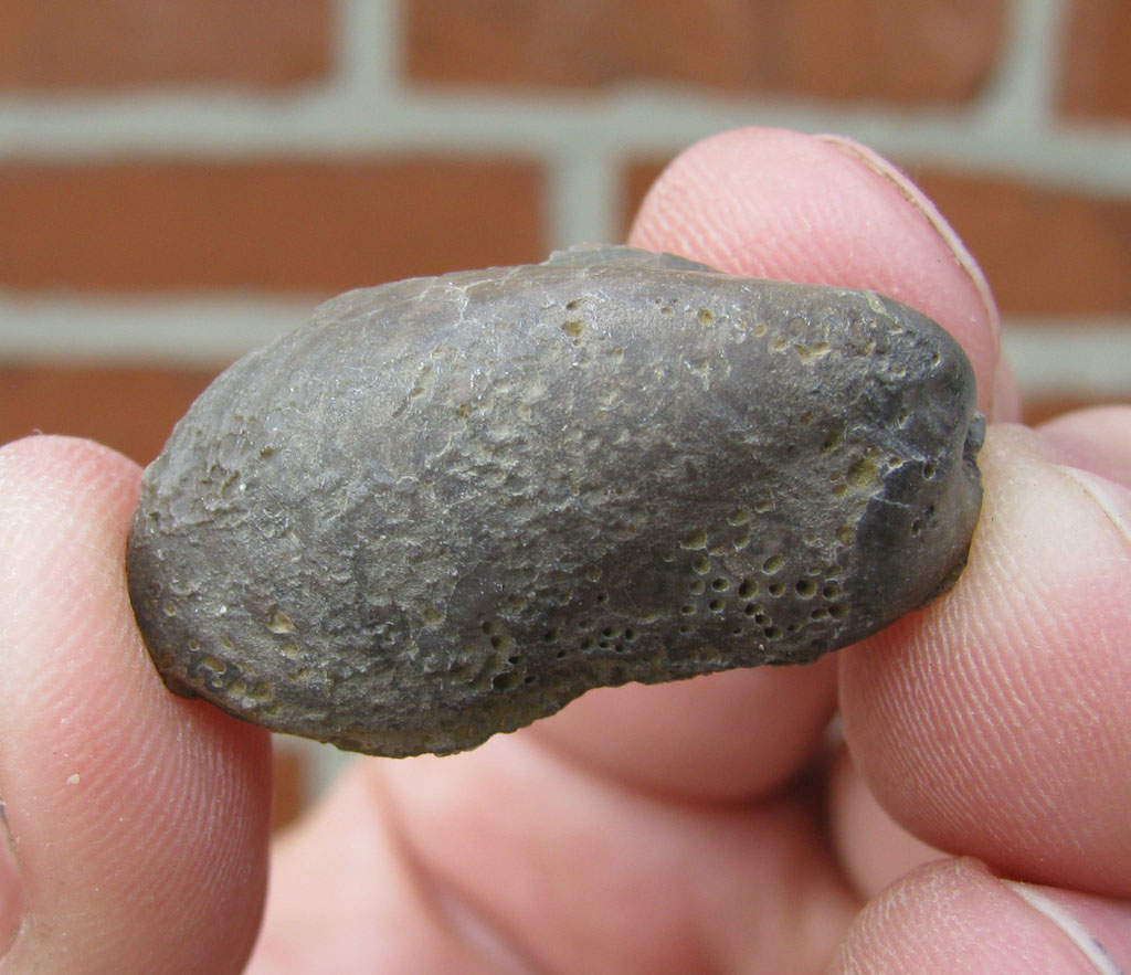 Views of the Mahantango: Modiolus bipartus from Segenthal, Germany