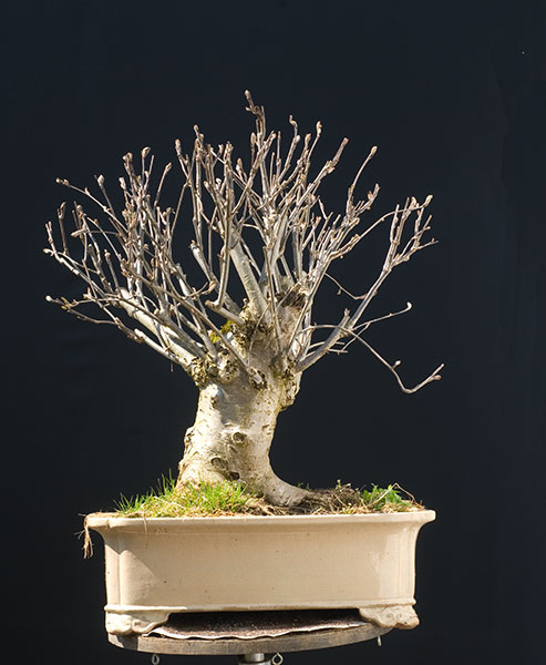 Walter Pall Bonsai Adventures: Big rowan is presentable for the first time