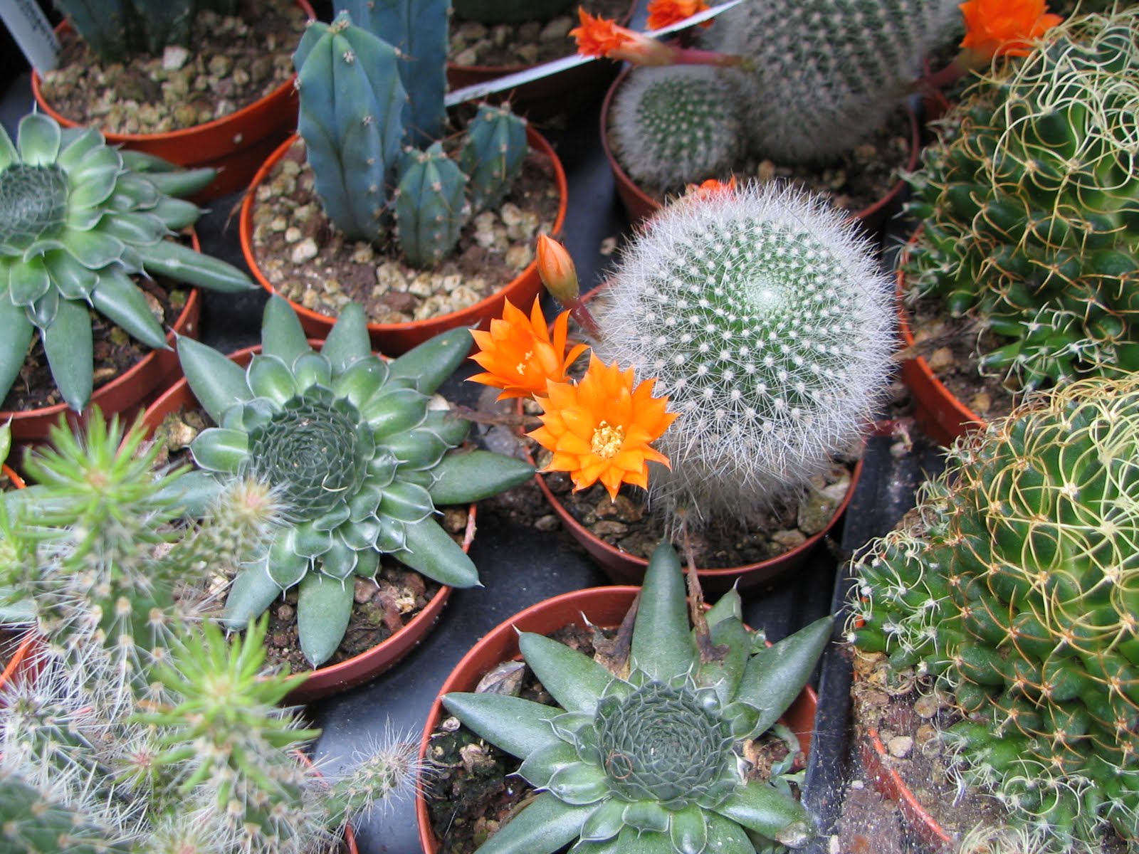 LA MULTI ANI, ROMANIA!: Flori de cactus