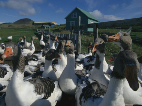 Temperate Climate Permaculture: Mob Grazing on the Farm and on the ...