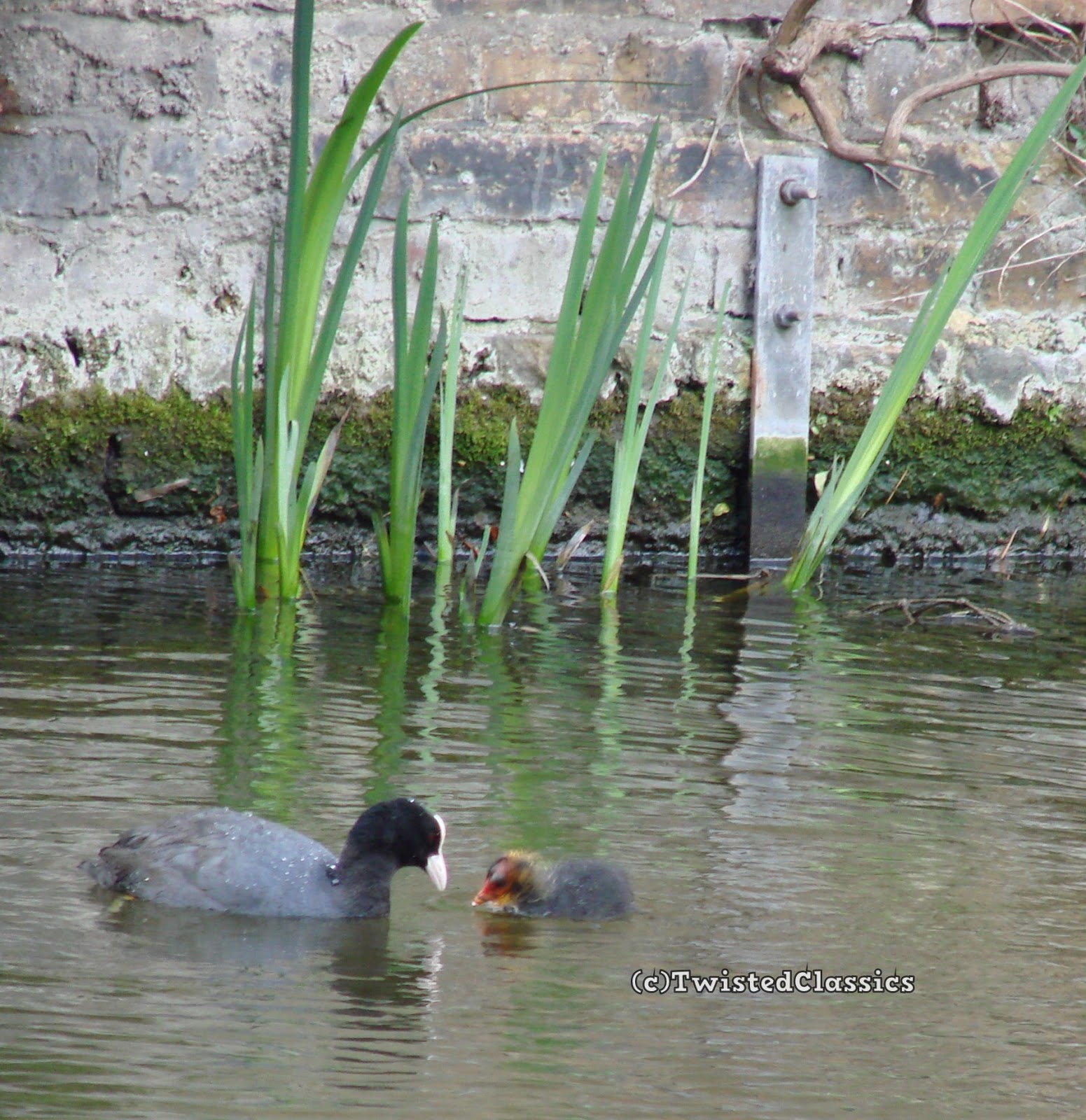 Birds and wildlife: Baby Coots on the Regents Canal near Limehouse ...