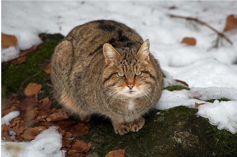 Xalet Bringué .es: Felis Silvestris Silvestris - Gat Fer