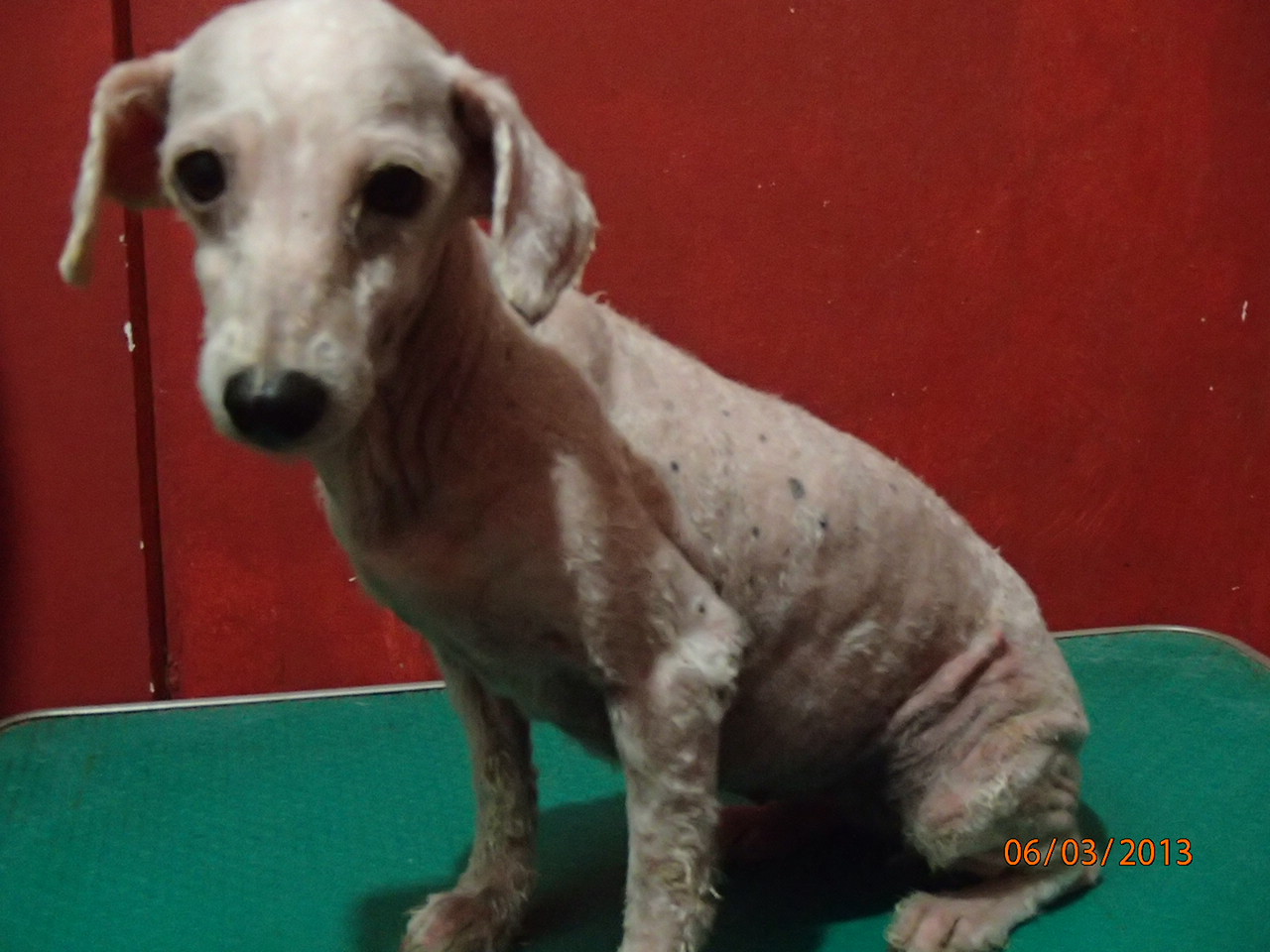 Paupetgroom: All botak please