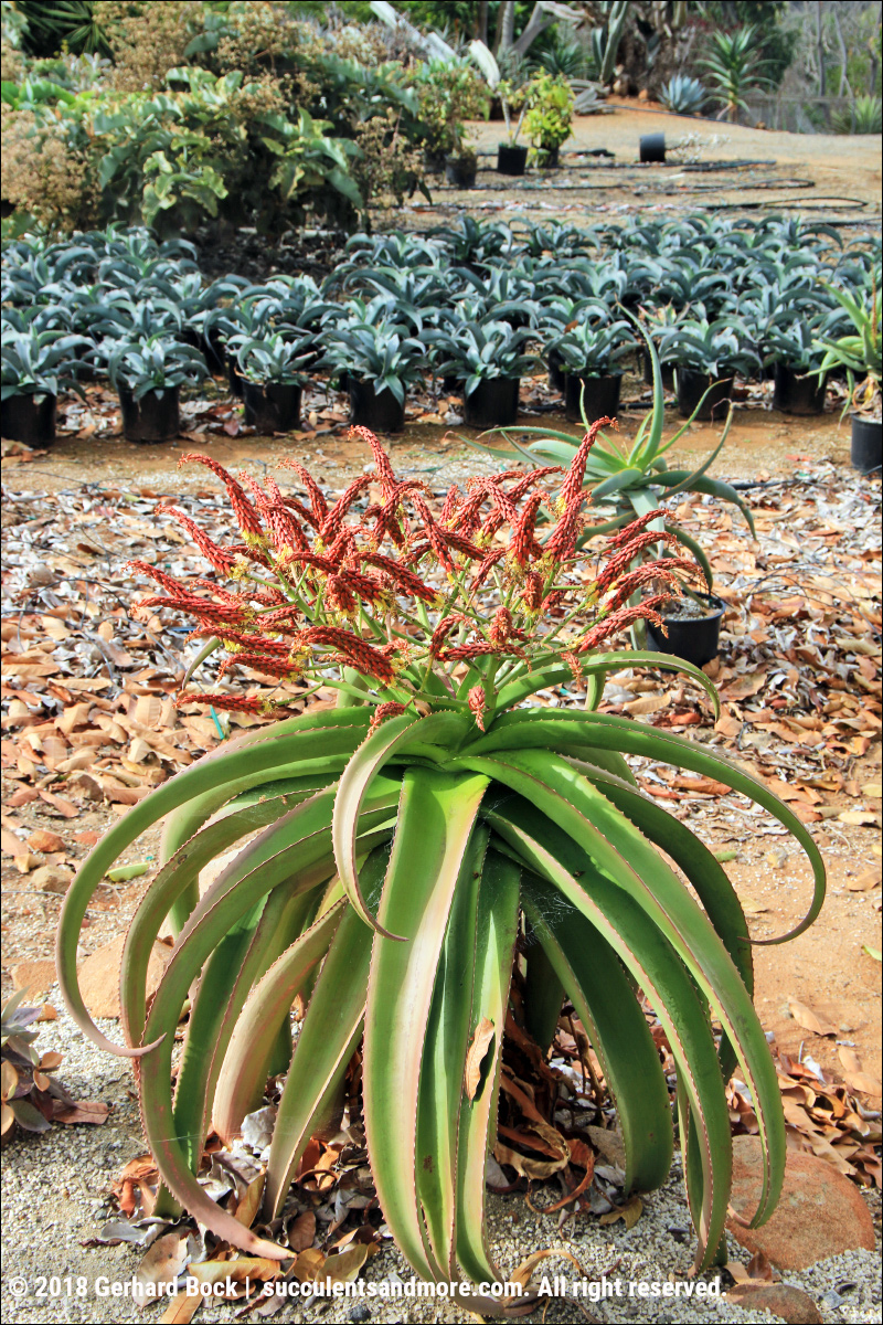 Succulent Shangri-La: Rancho Soledad Nursery (part 1)