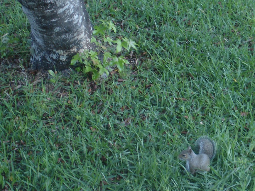 Blue Starr Gallery: The Squirrel and the Rabbit