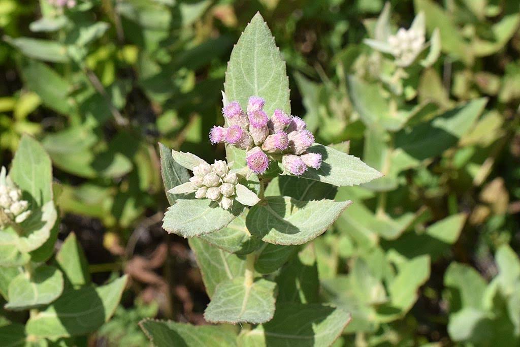 Space Coast Wildflowers