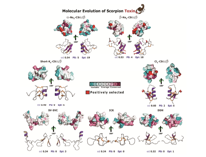 The Scorpion Files Newsblog: The evolution of scorpion venom