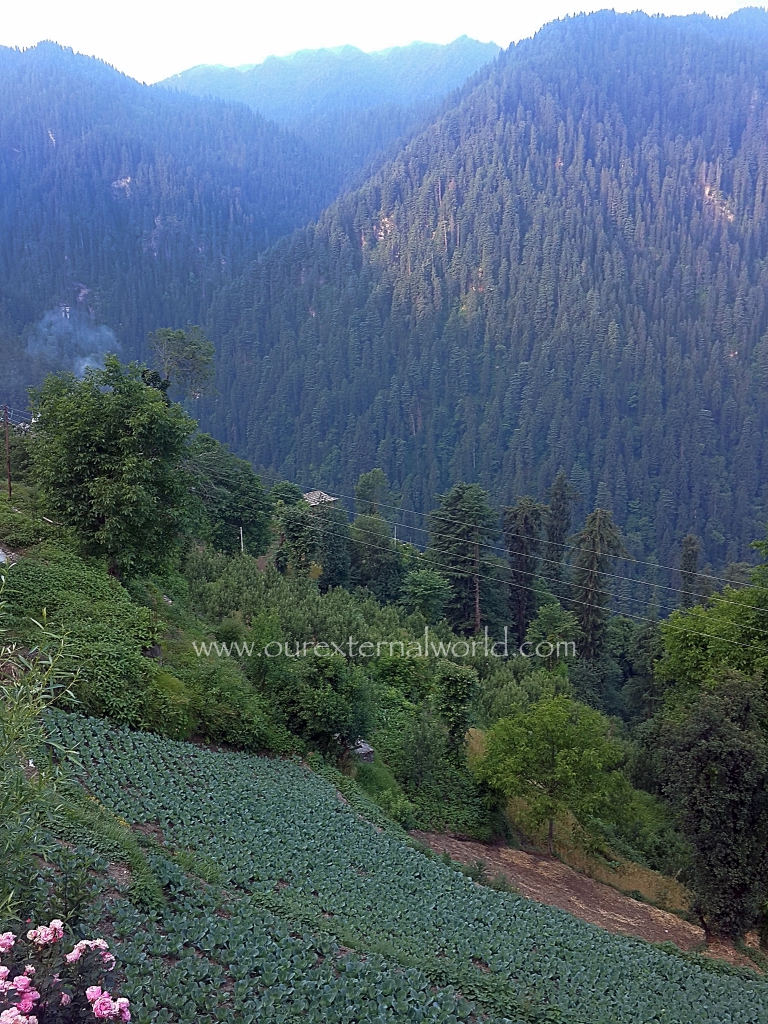Travel Diaries: A Weekend Trip To Shoja, Himachal Pradesh