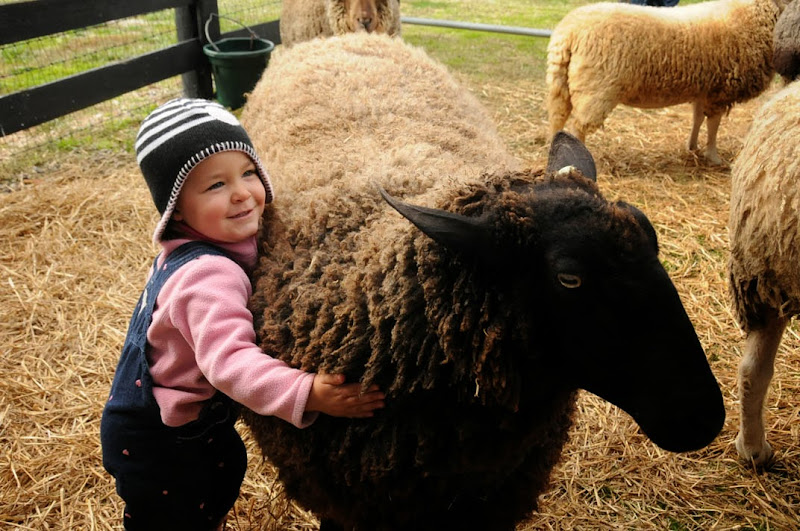 Punkin's Patch: Hugging Sheep - Part One