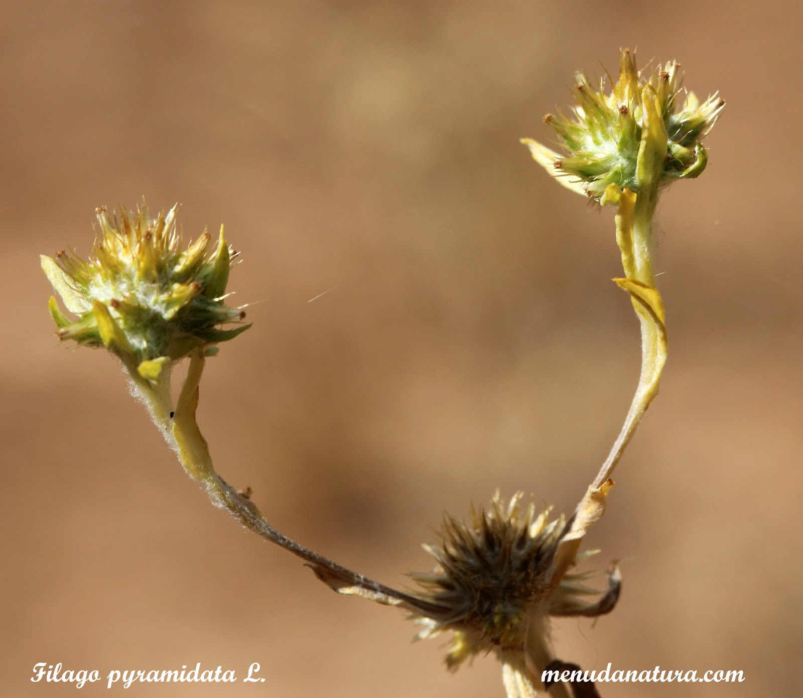 Menuda Natura: Filago pyramidata L.