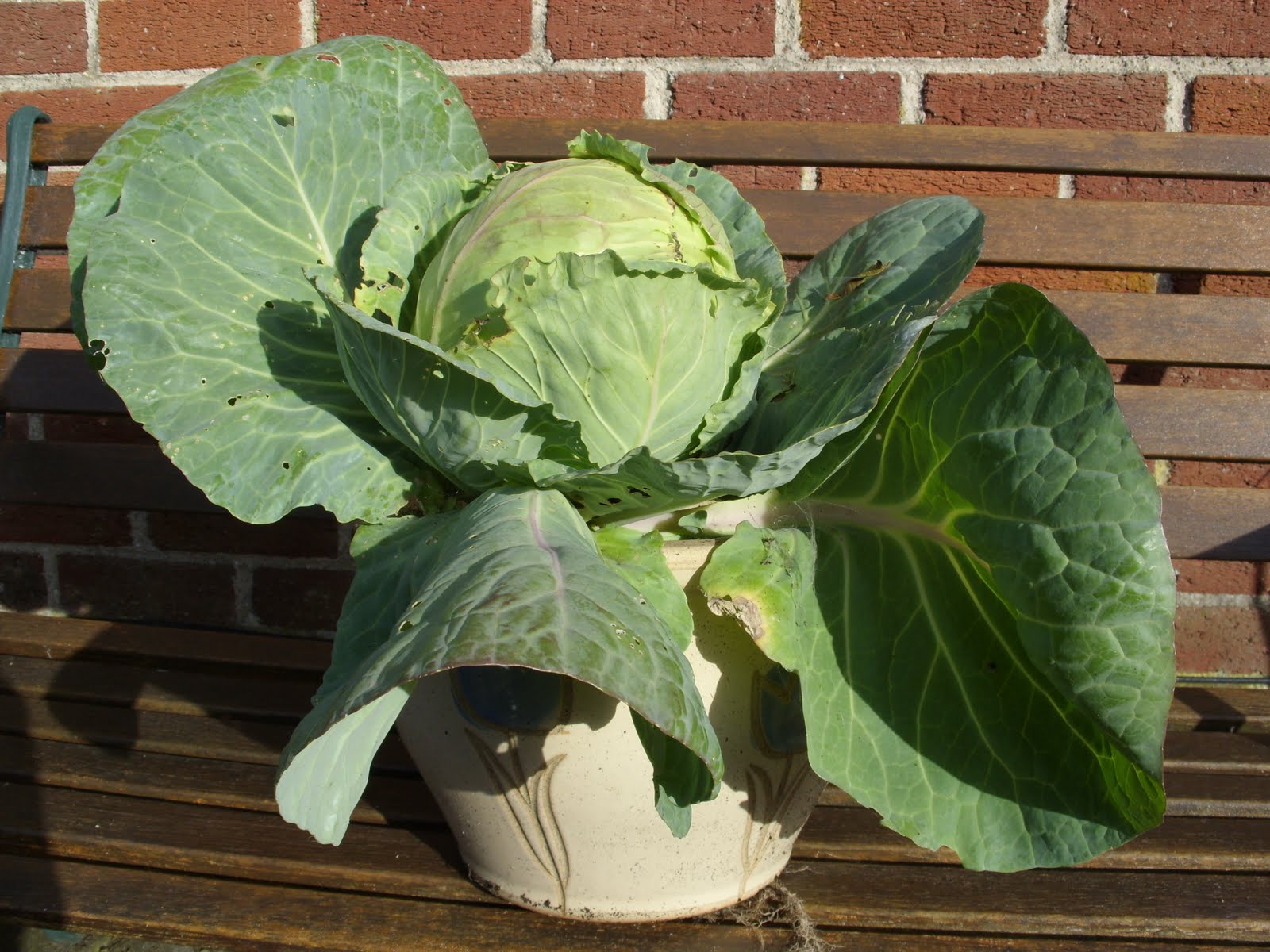 Kelli's Northern Ireland Garden: Veg past and present (leek, cabbage ...