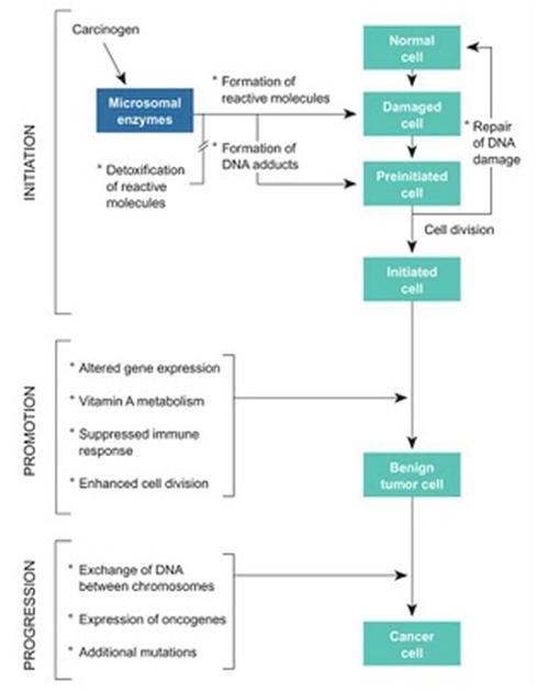 Mekanisme Karsinogenesis ~ Long Life Learner