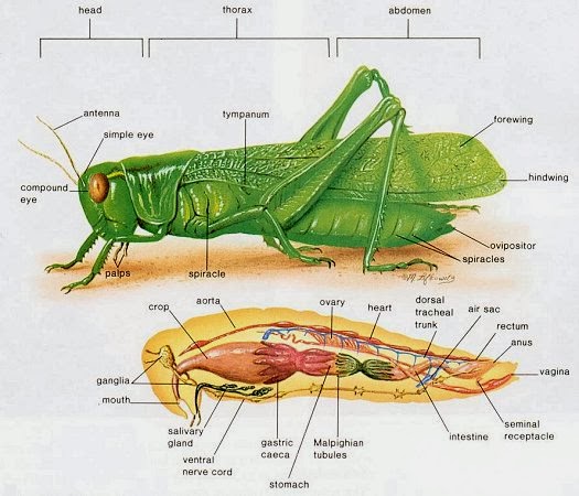 PhillipsBiology: Grasshopper Dissection