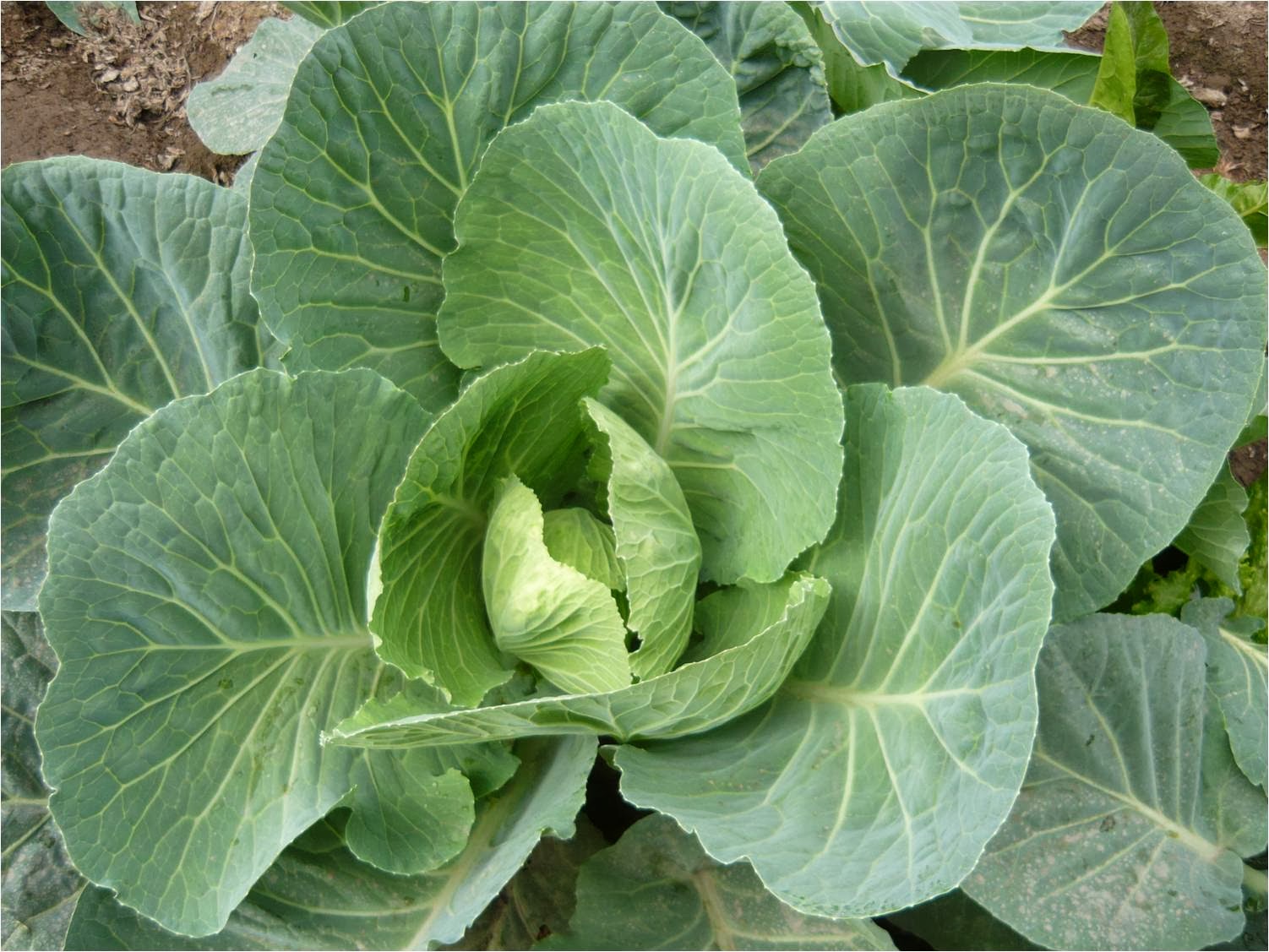 ALTERNATIVA ECOLÓGICA: CULTIVO DE COL