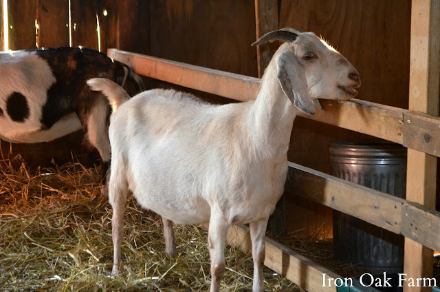 Iron Oak Farm: Goats