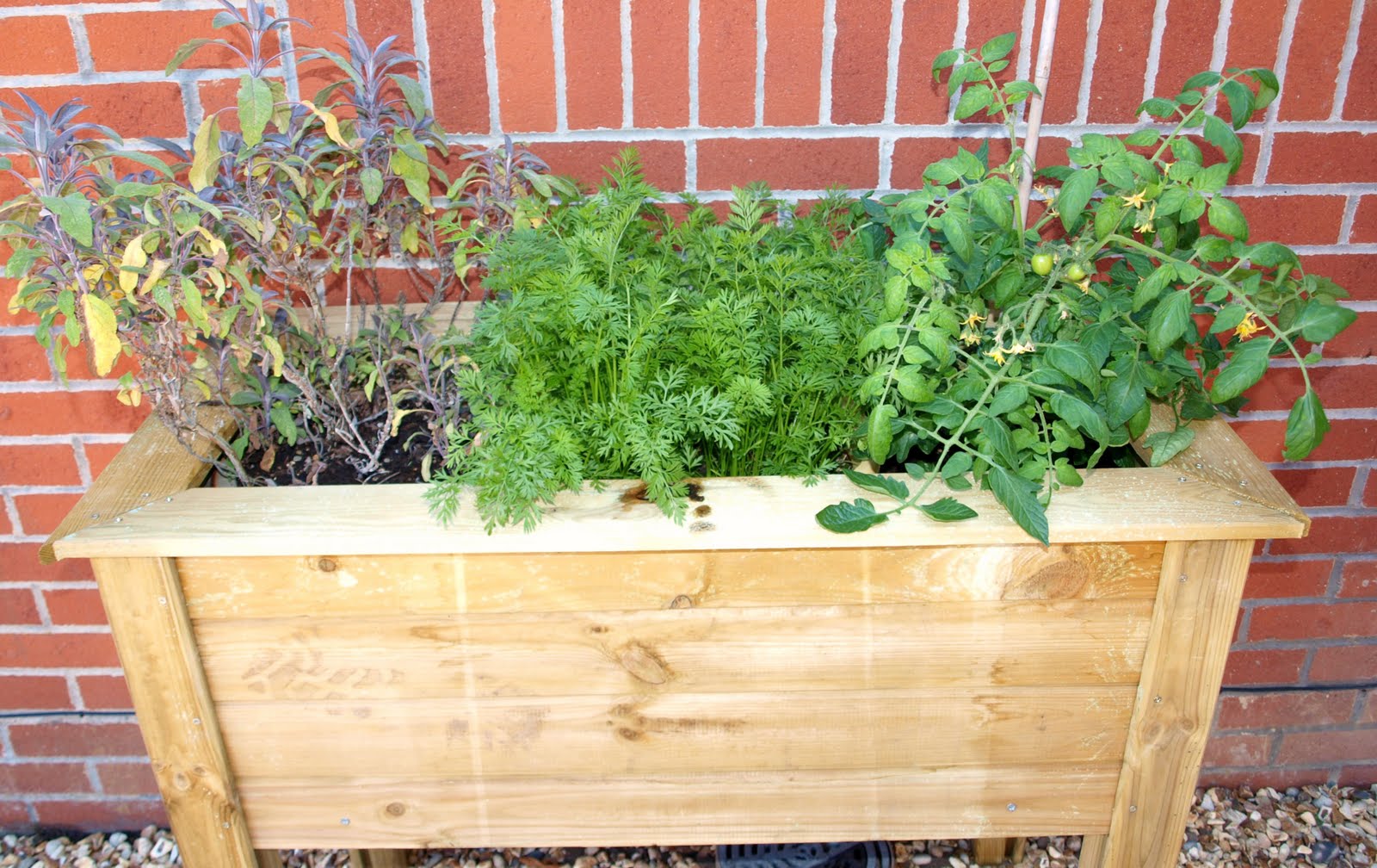 Mark's Veg Plot: Gardening advice for Beginners - Part 1