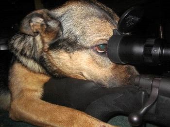 Sean Linnane: DEV GRU K9 DETACHMENT