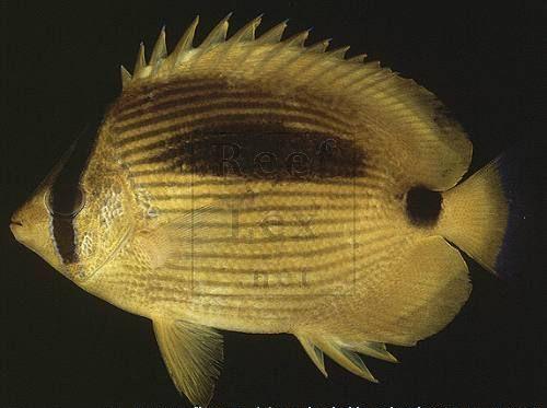 D' Ocean Aquarium: Ikan Kepe kepe (Butterfly Fish)