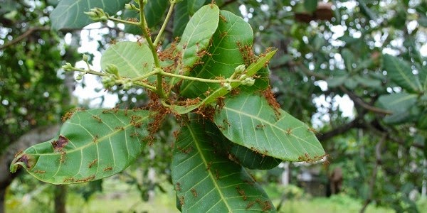 Raih Untung Jutaan Berternak Semut Rang-Rang | Cara Budidaya