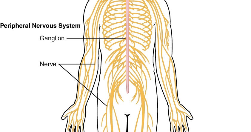 Biology Hacked: Summary of Human Nervous System and Nerve Cells