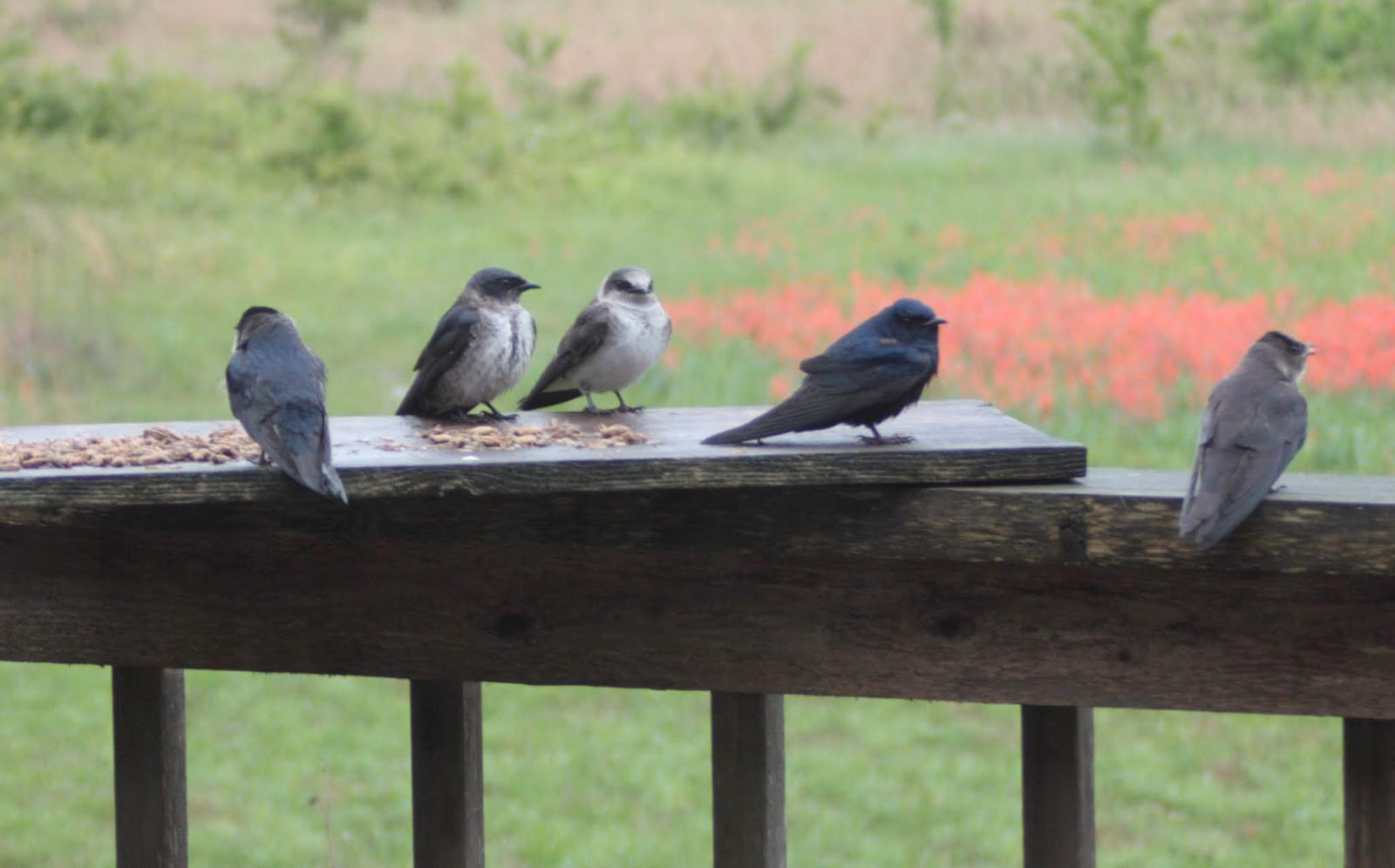 The Birds & The Bees: Purple Martin Sub-Adults Arrive in Missouri