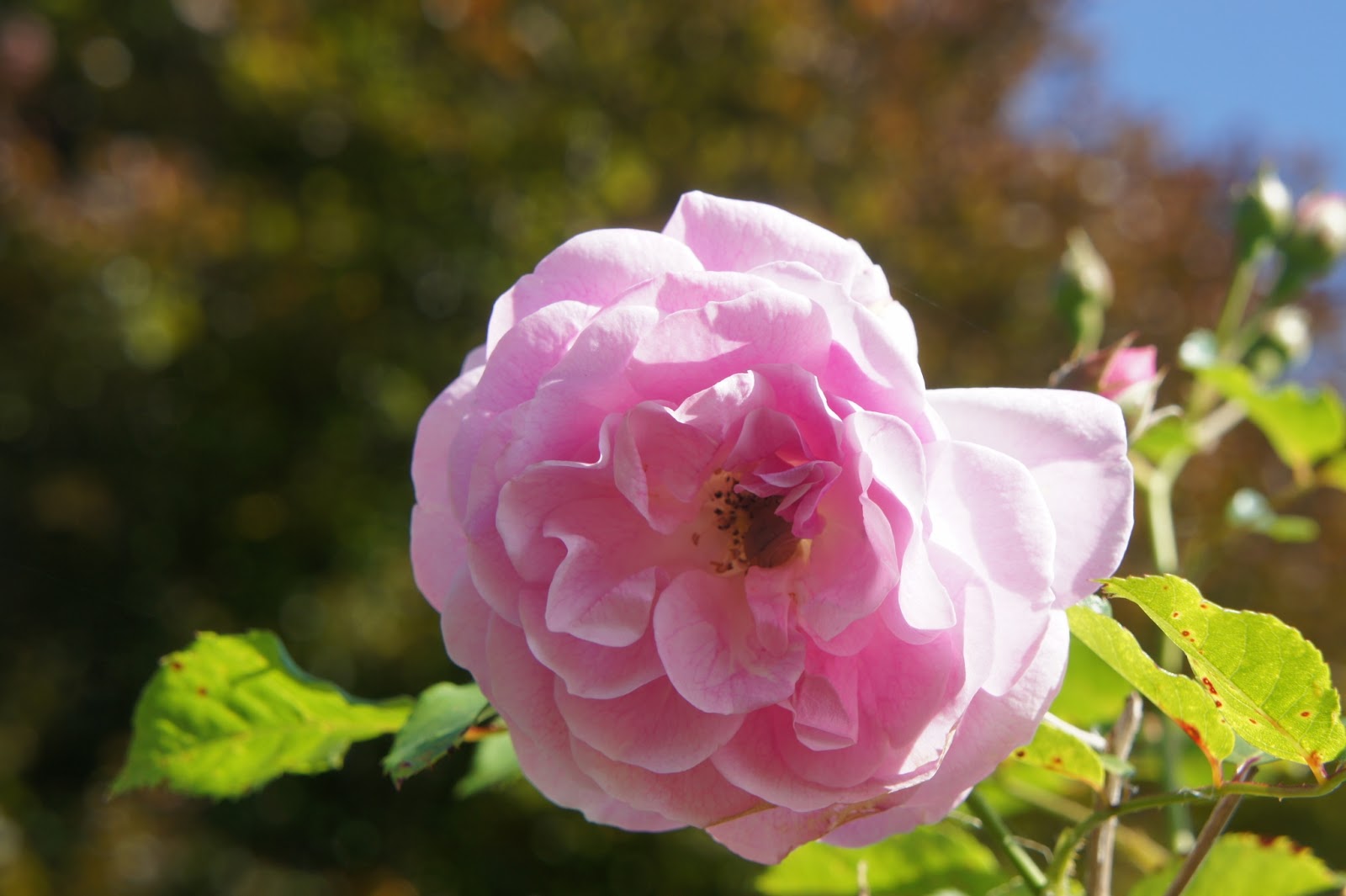 Sous le ciel ardennais ...: Roses d' Automne ...