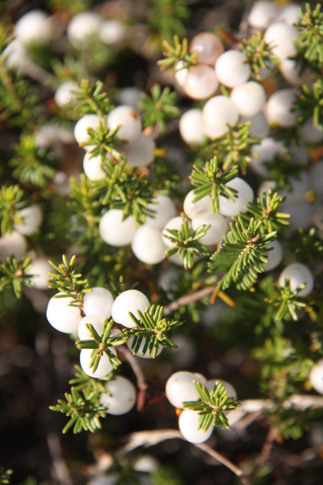 Tentações sobre a Mesa: Geleia de Camarinhas