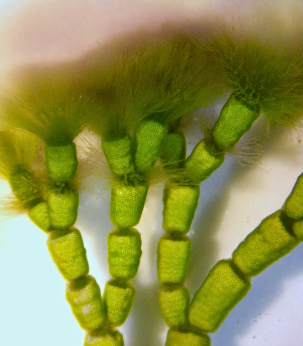 Acta Naturalis Scientia: Cymopolia barbata (Algas verdes)