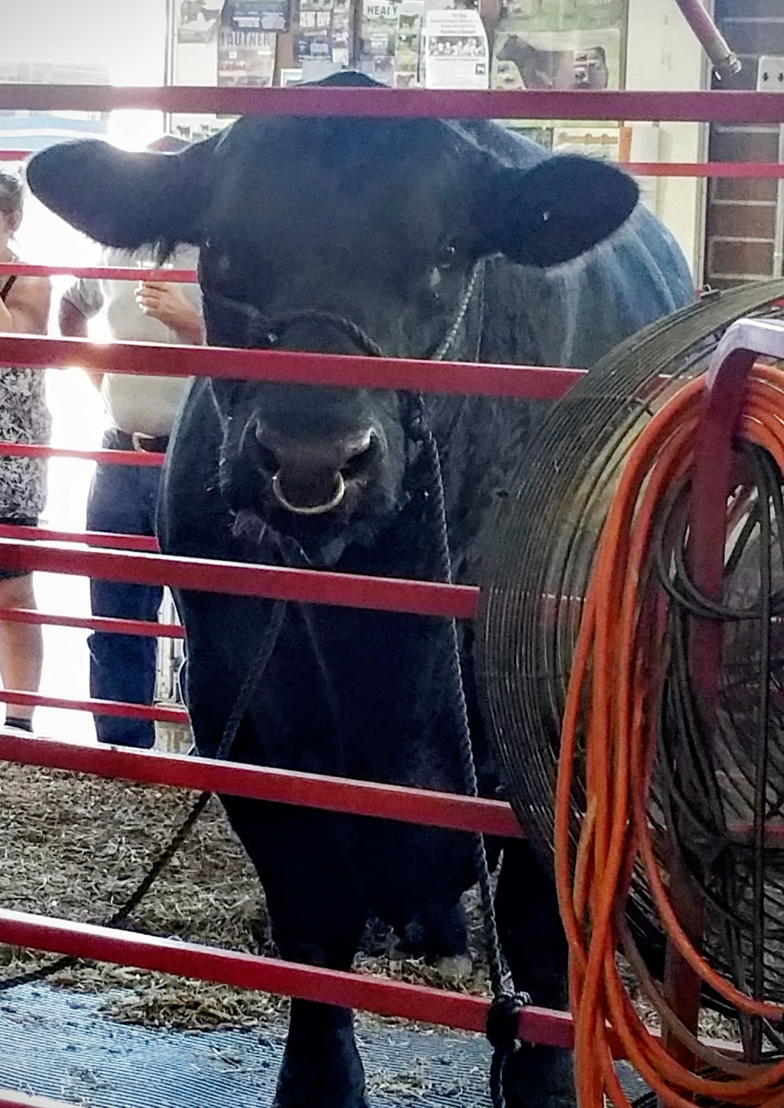 History and Culture by Bicycle: 2016 Iowa State Fair: Super Bull
