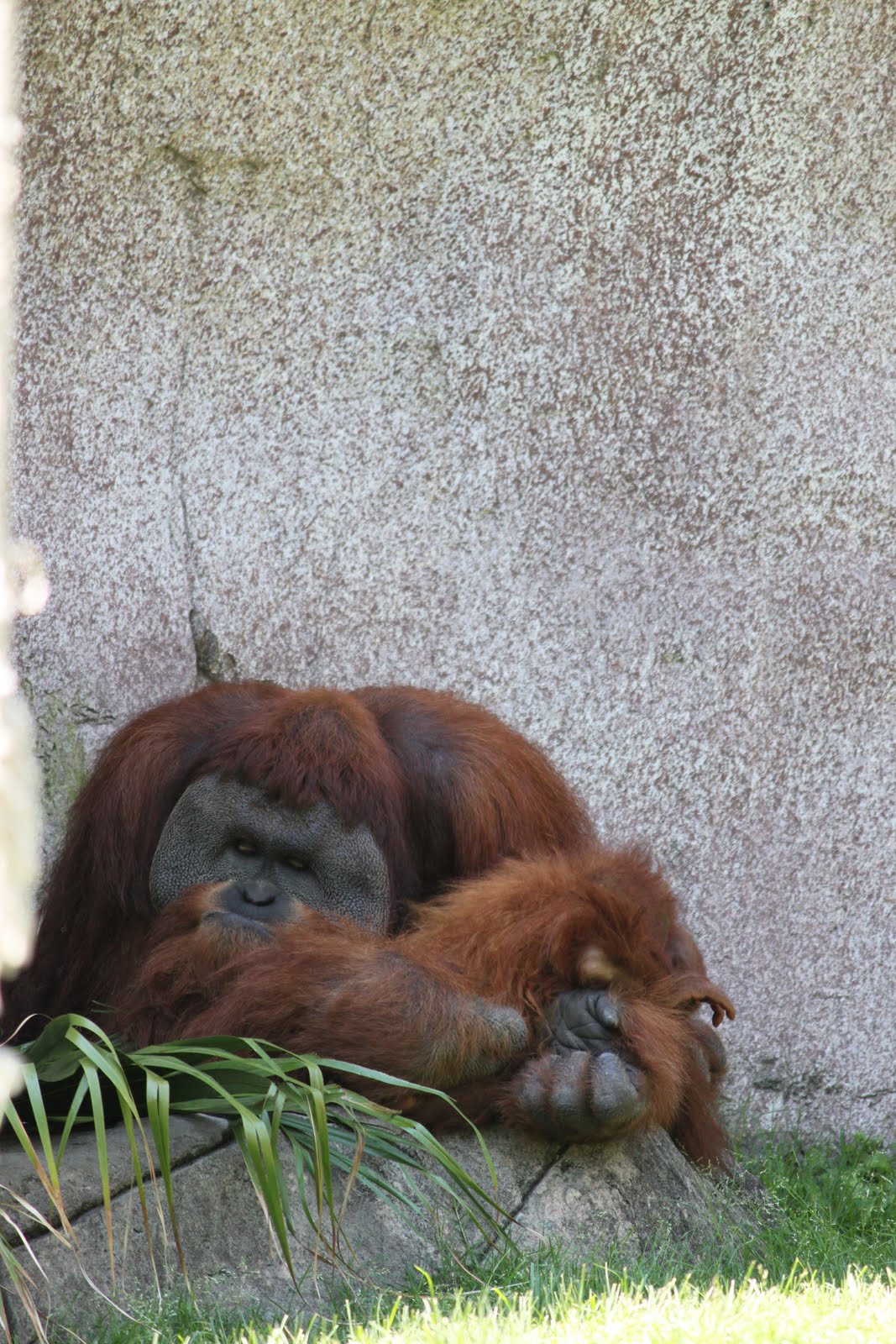 The Robertson Family: New Orleans Zoo