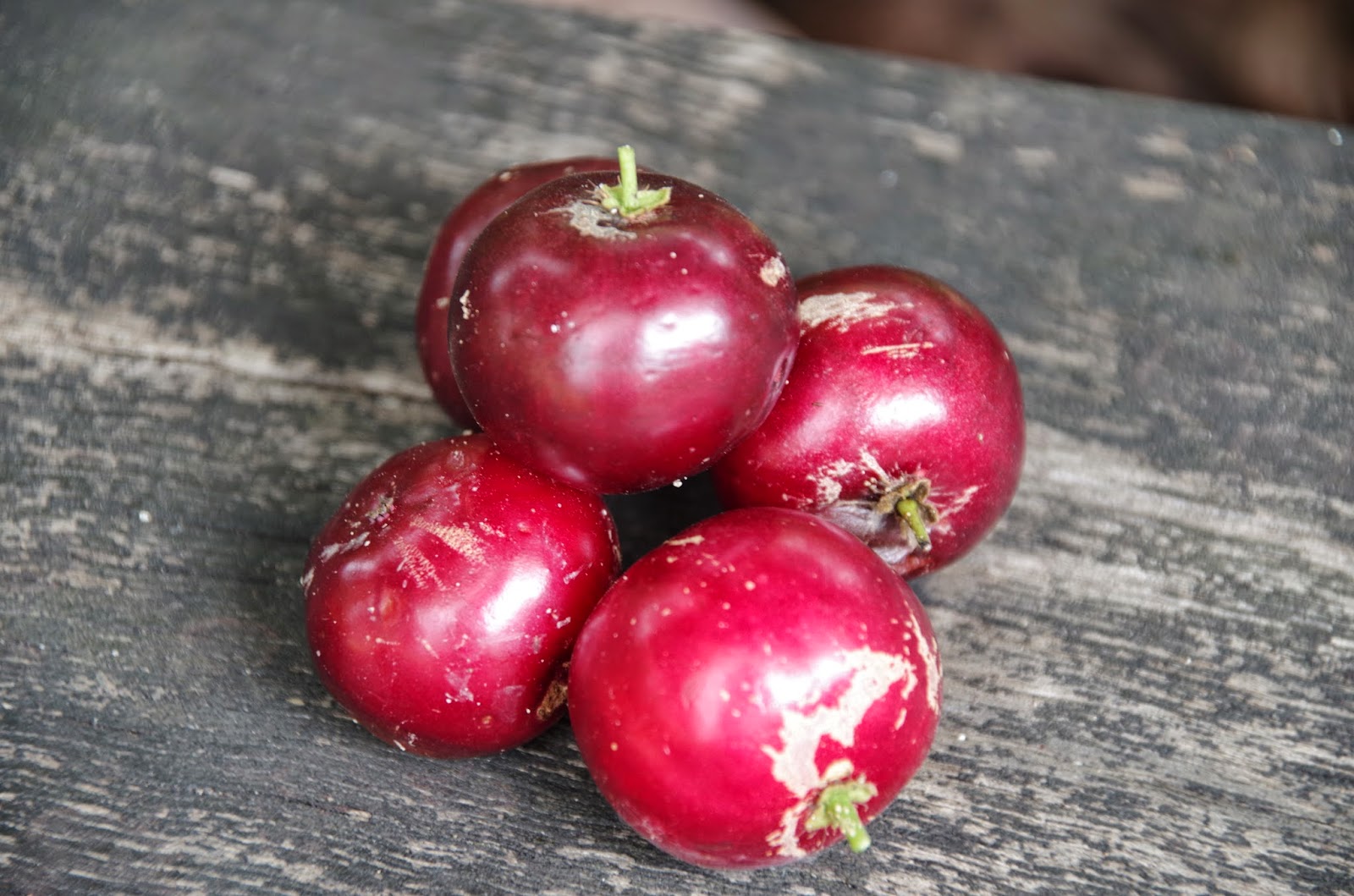 Trees and Plants: Rokam