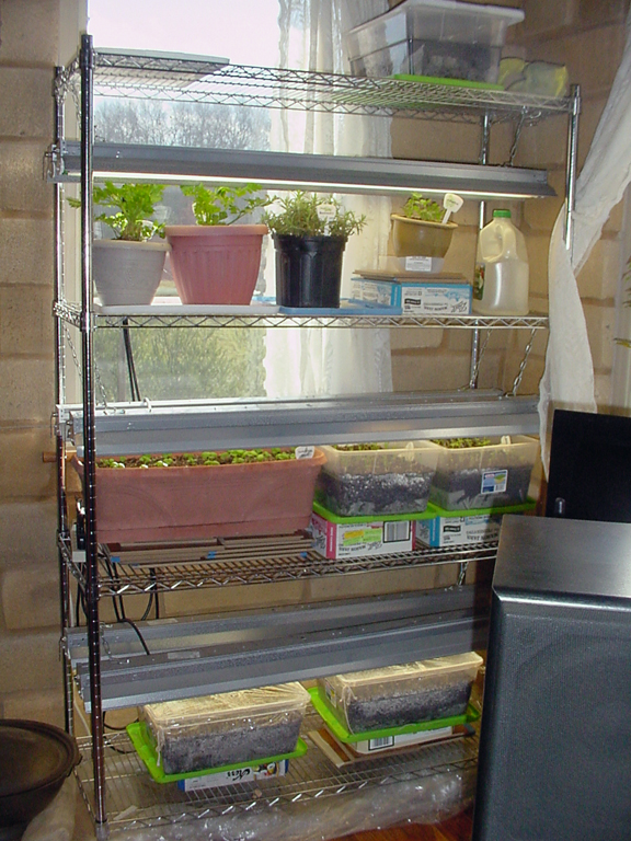 Eating Floyd...: Gardening Floyd: Growing Winter Salads Indoors