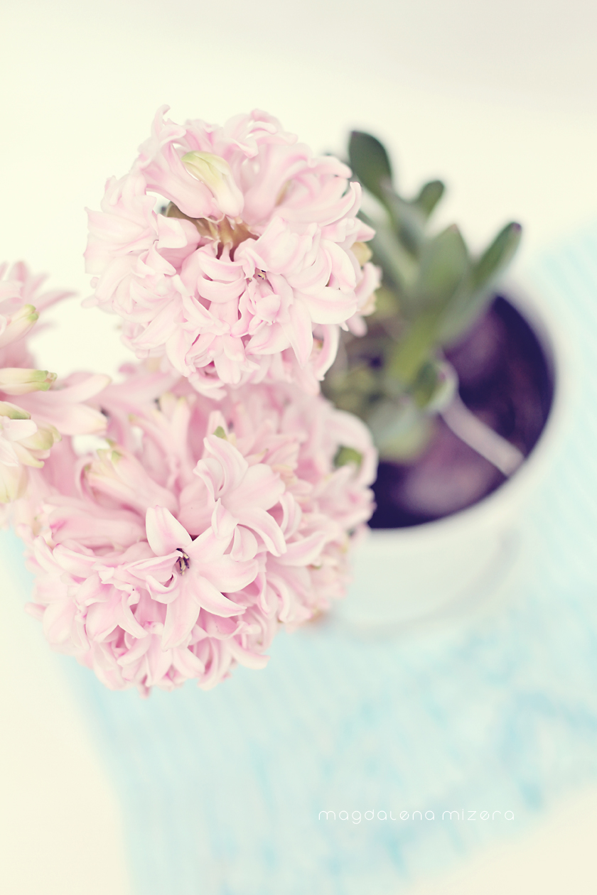 magda mizera | scrapbooking, photography and more: spring photo prompts