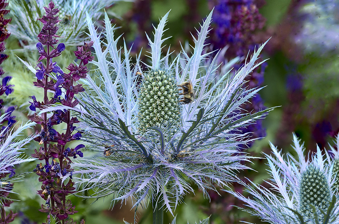 Linda Cochran's Garden: More Eryngium Eye Candy