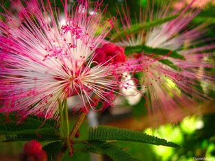 Caliandra do Cerrado: Porque Caliandra do Cerrado
