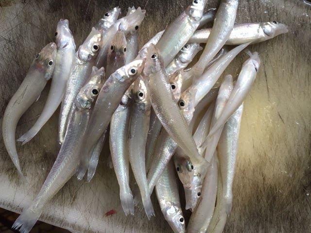 GOLDENSON Pancing Amatur Penang: Jenis Jala Pantai dan Risiko