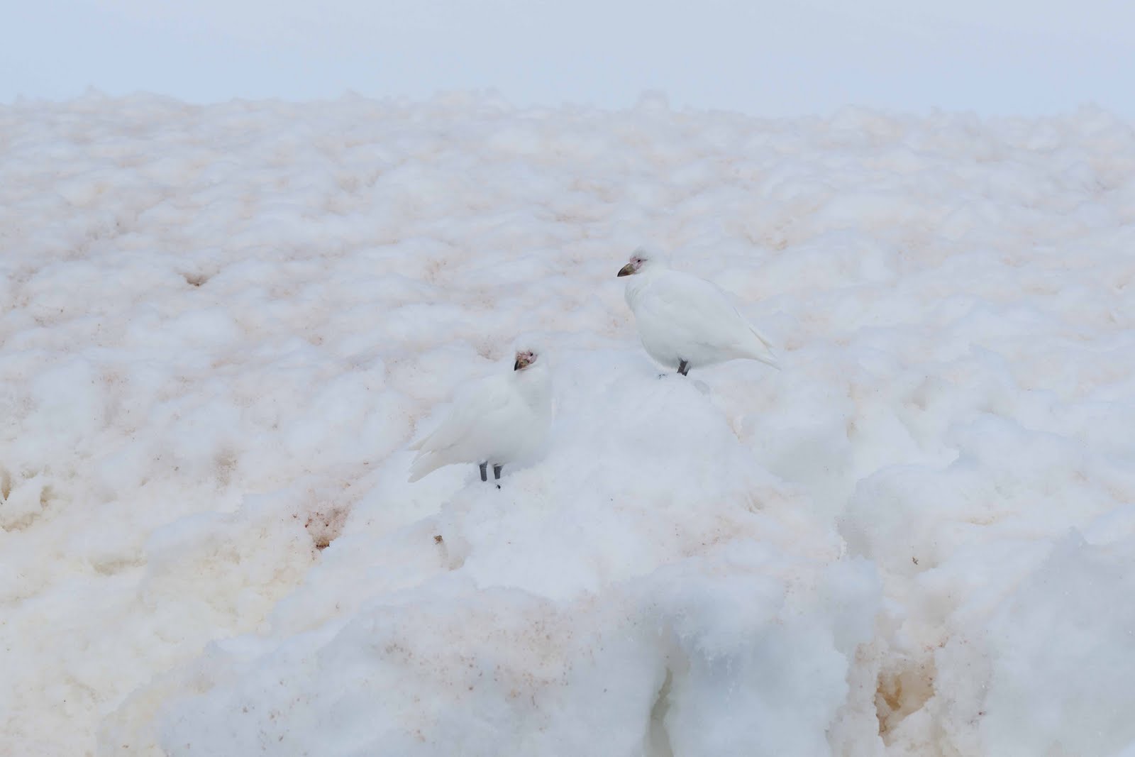 Arctic Fever: Adventure and Ordinary Travel Tips: Goodbye, (sub)Arctic ...