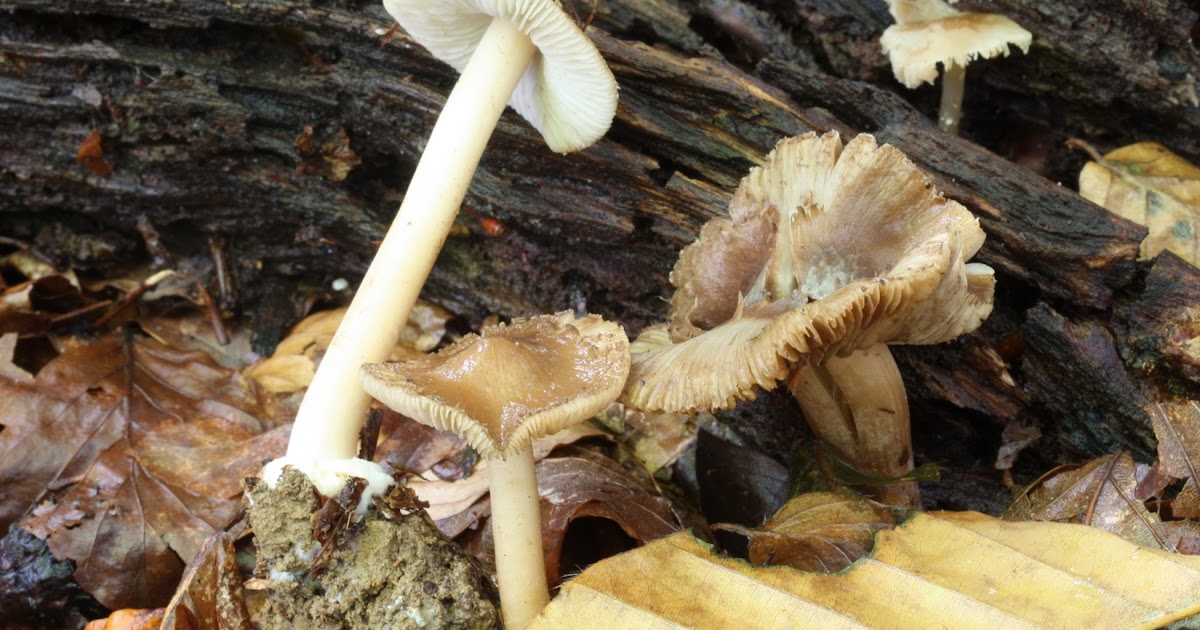 El mundo microscópico de los hongos: Inocybe margaritispora (Berk ap ...