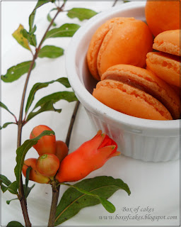 Box of cakes: Irresistible apricot macarons