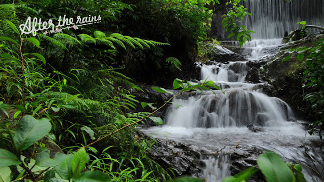 After the Rains Resort Wayanad: 4 Breathtaking Waterfalls in Wayanad