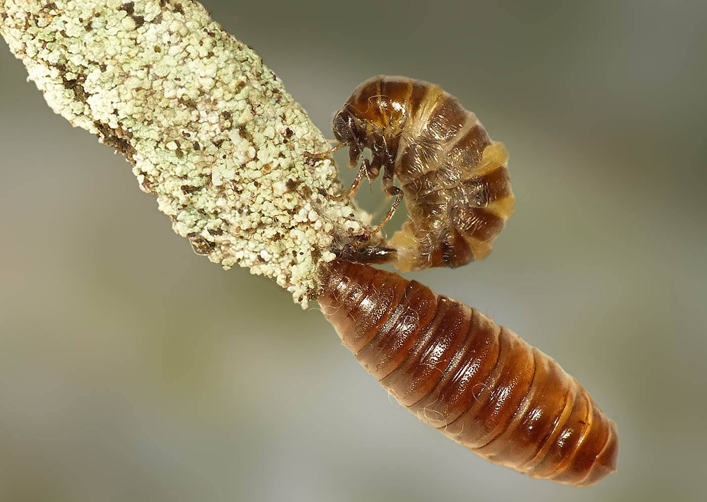 Charlie's moths of Calderdale.: BAGWORMS (PSYCHIDAE)