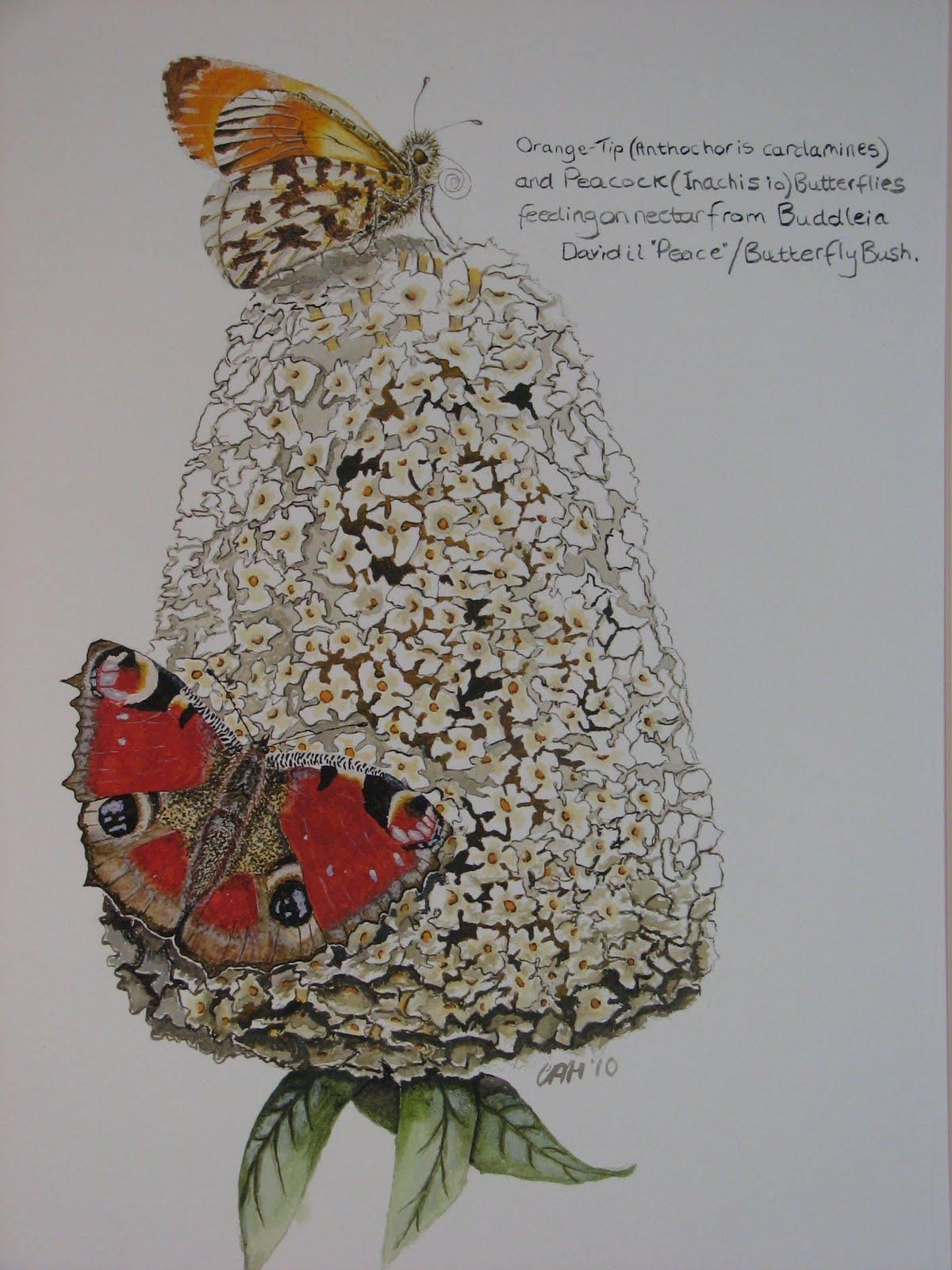 Cath Hodsman - Wildlife and Natural History Artist: Cath Hodsman ...