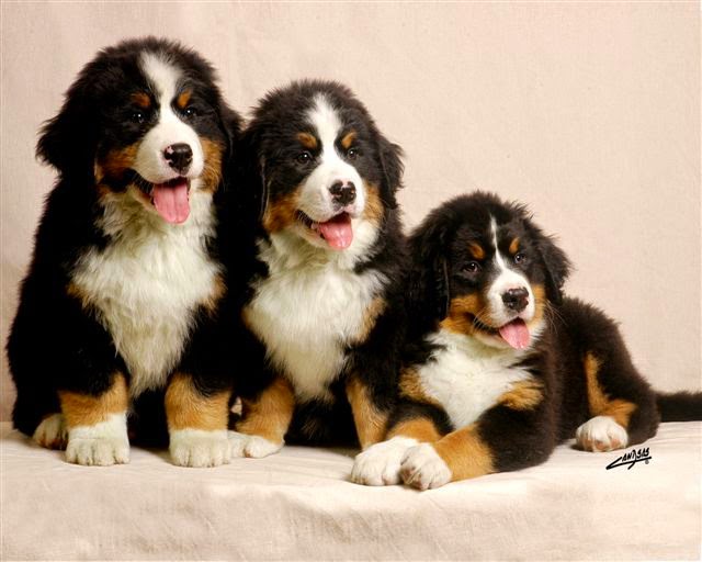 Boyero de Berna | WIKI PERROS