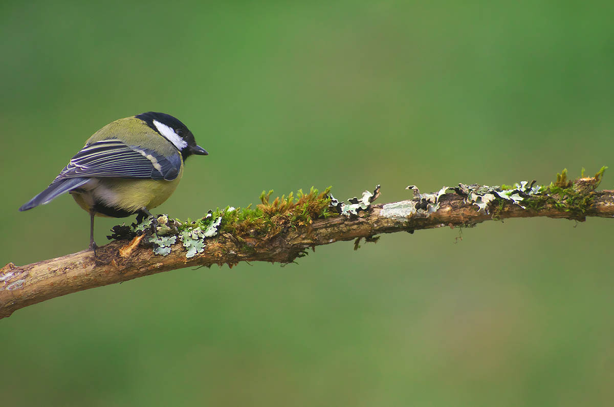 Riserva Naturale Regionale e Oasi WWF dei Ghirardi: Capanno fotografico ...