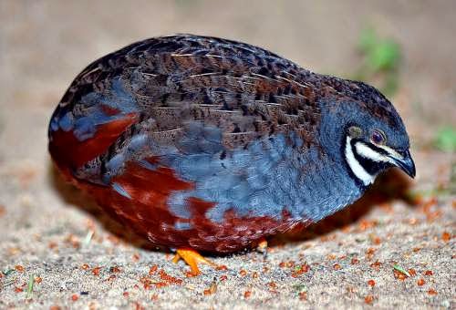 List of Indian Pheasants - Pictures | Birds of India | Bird World