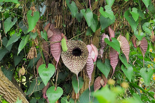 THE PELICAN FLOWER - Aristolochia grandiflora |The Garden of Eaden